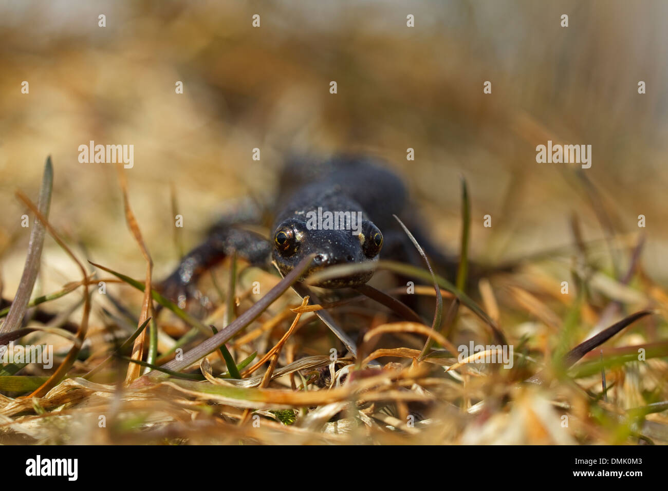 Great Crested Newt (Triturus cristatus Stock Photo - Alamy