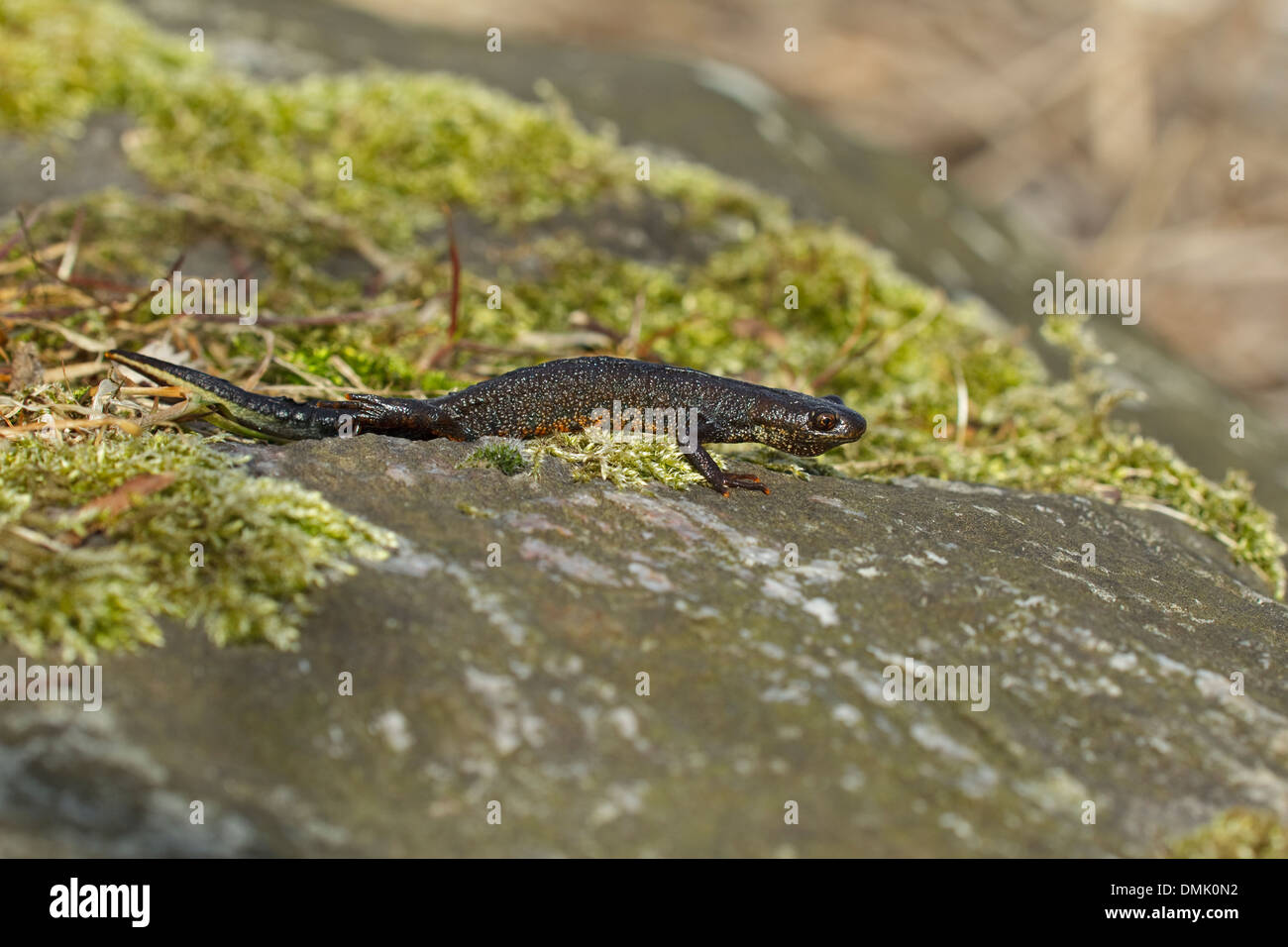 Great Crested Newt (Triturus cristatus Stock Photo - Alamy
