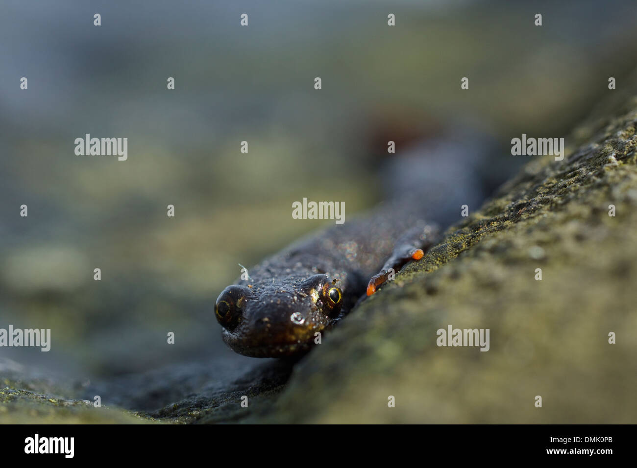 Great Crested Newt (Triturus cristatus Stock Photo - Alamy