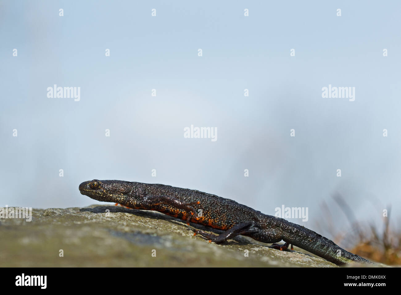 Triturus cristatus hi-res stock photography and images - Alamy