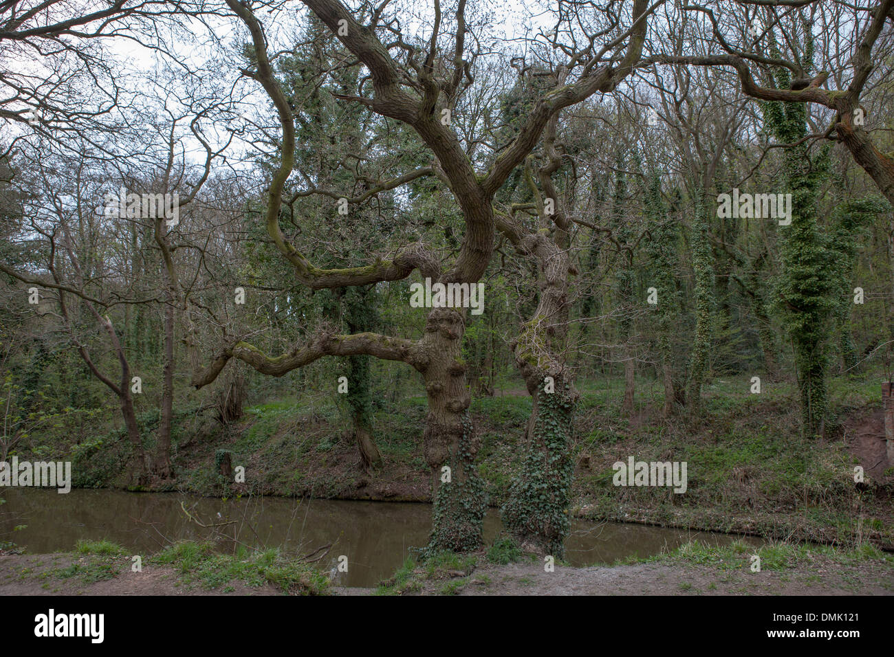 Twisted gnarled tree trees trunks trunk hi-res stock photography and ...