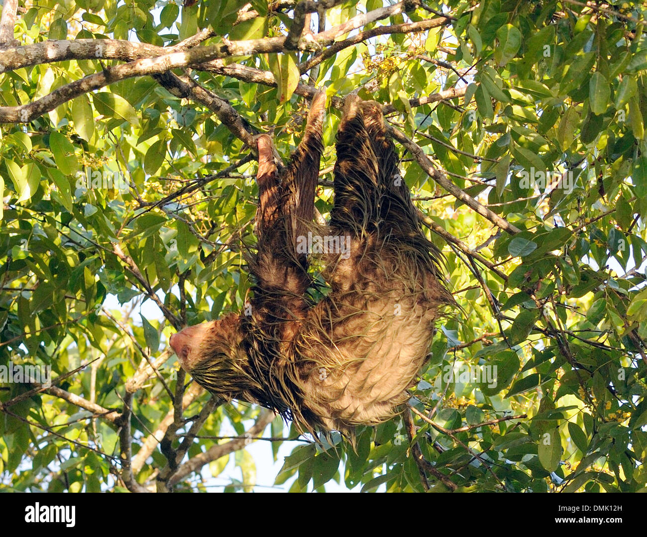 Tree toed sloth hi-res stock photography and images - Alamy