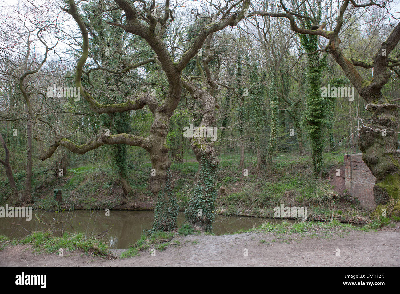 Twisted gnarled tree trees trunks trunk hi-res stock photography and ...