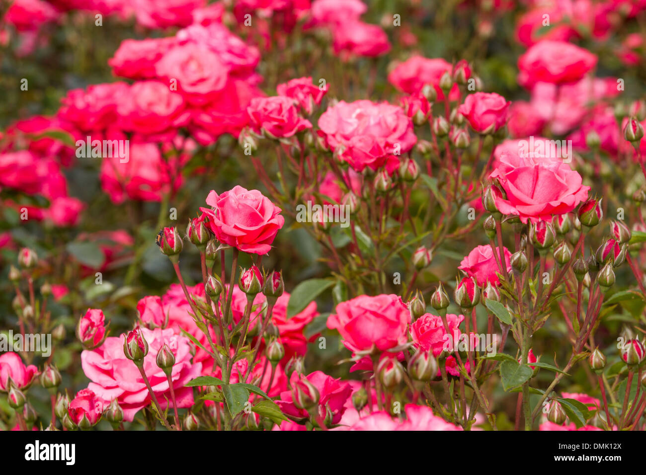 La roseraie du val de marne hi-res stock photography and images - Alamy