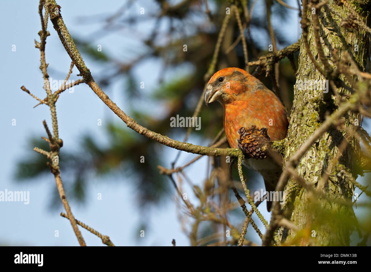 Red Crossbill (Loxia curvirostra) with pinecone Stock Photo - Alamy