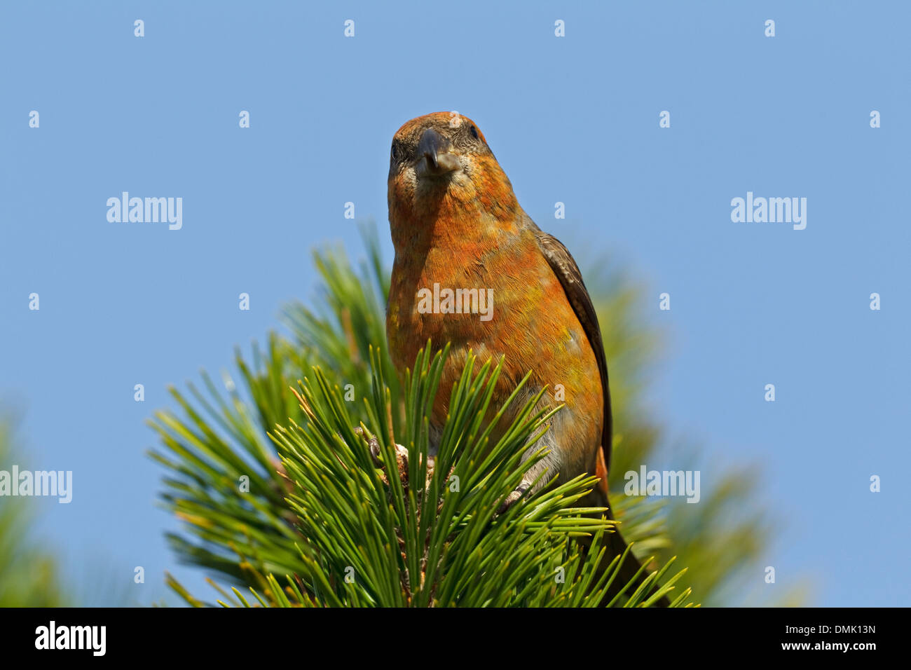 Red Crossbill (Loxia curvirostra Stock Photo - Alamy