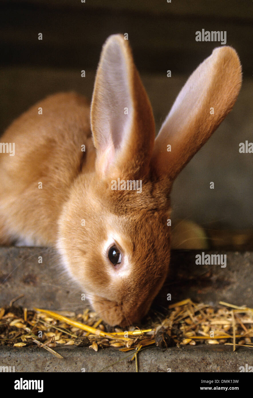Raised grain hi-res stock photography and images - Alamy