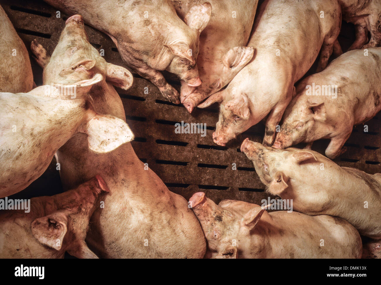 PIGS LYING ON THE GROUND, BATTERY PIG FARM, LAMBALLE, BRITTANY, FRANCE ...