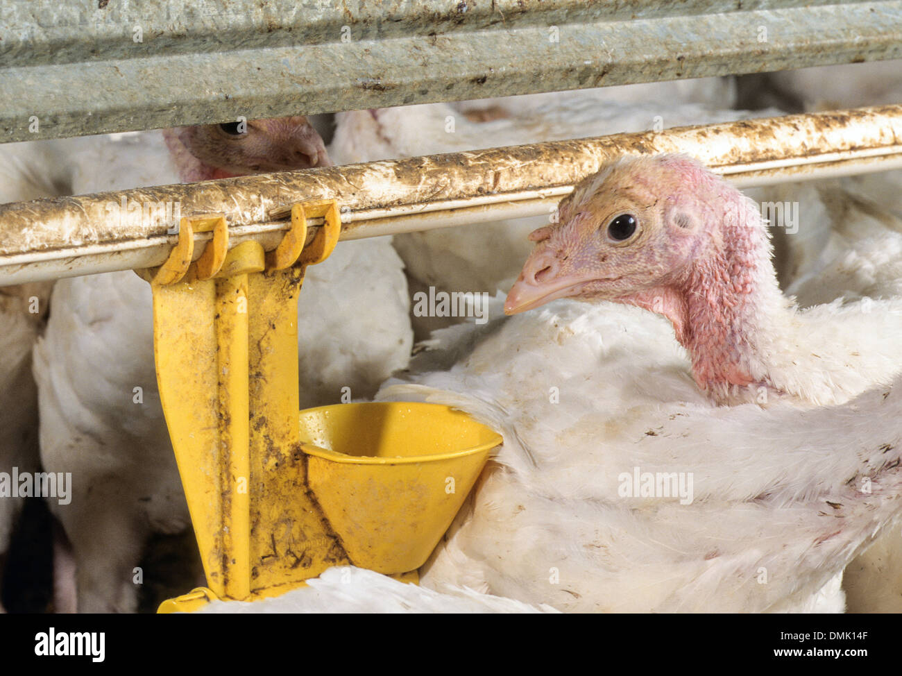INDUSTRIAL WATER AND FOOD TROUGH, BATTERY TURKEY FARM, COTES D'ARMOR ...