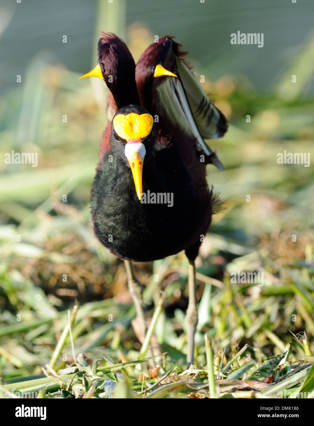 Northern Jacana (Jacana spinosa). La Fortuna de San Carlos, Arenal ...