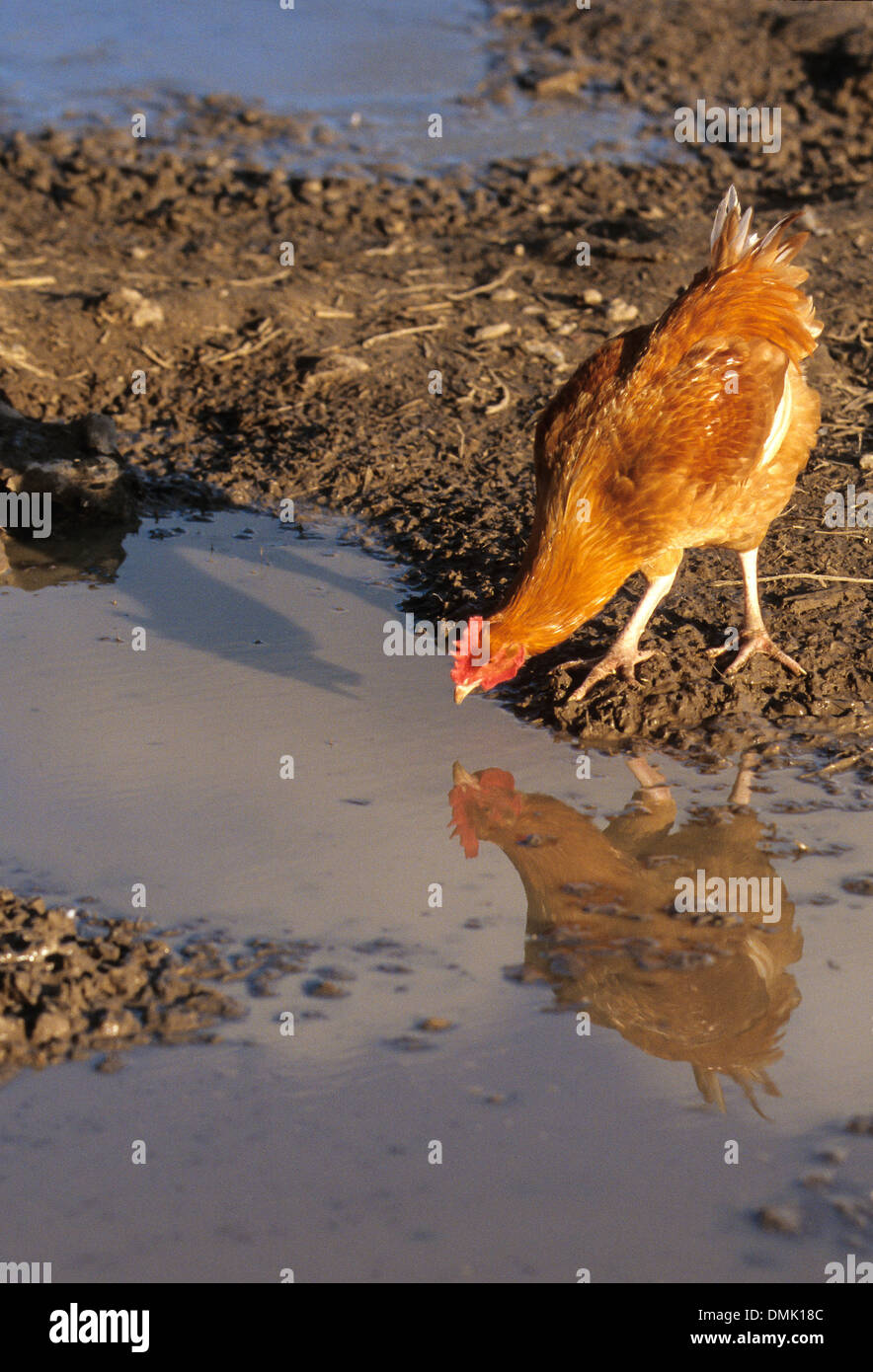 YOUNG HEN LOOKING AT ITSELF IN A PUDDLE, FARM-RAISED HENS, RUGLES, EURE ...