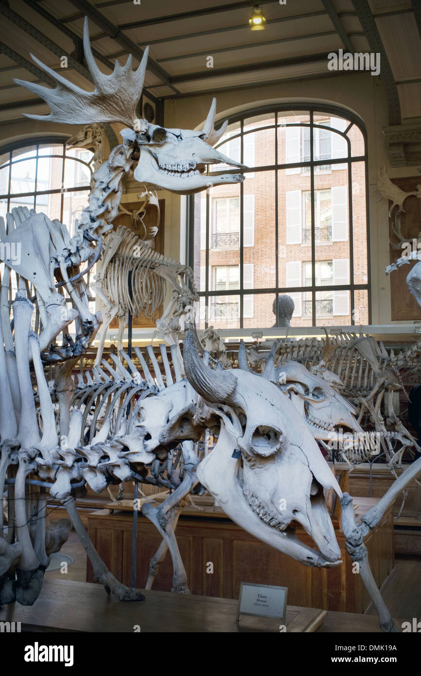 Palaeontology hi-res stock photography and images - Alamy