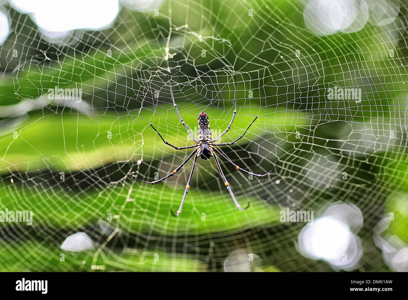A SPIDER IN ITS WEB, SOUTHERN INDIA, ASIA Stock Photo - Alamy