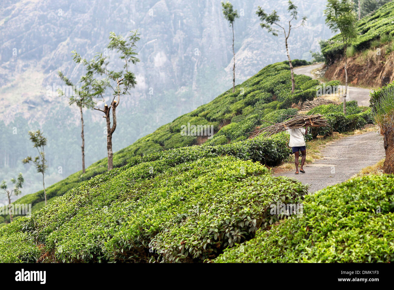 TEA FIELDS IN THE REGION OF MUNNAR, KERALA, SOUTHERN INDIA, INDIA, ASIA ...