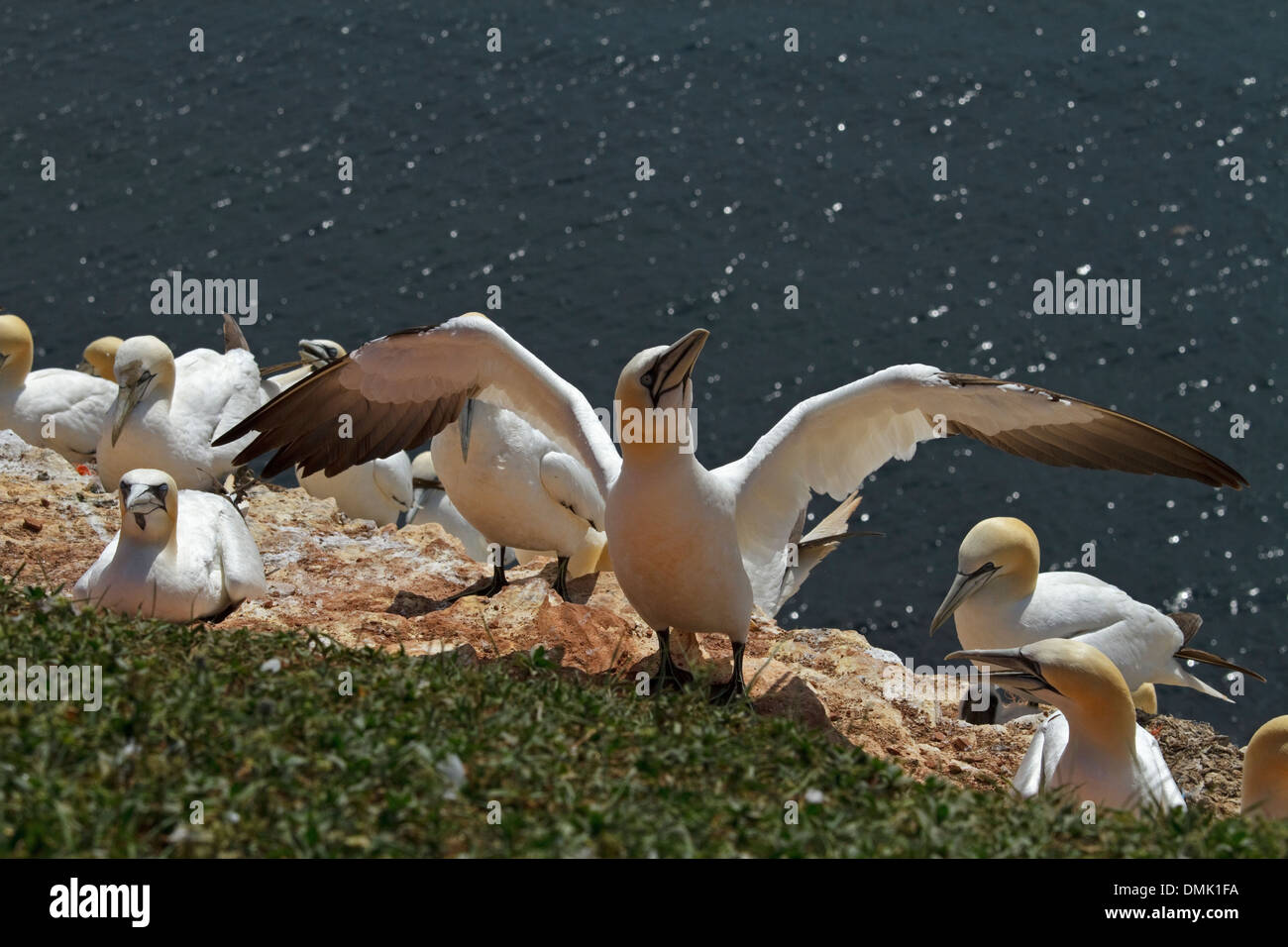 Gannet in grass hi-res stock photography and images - Alamy