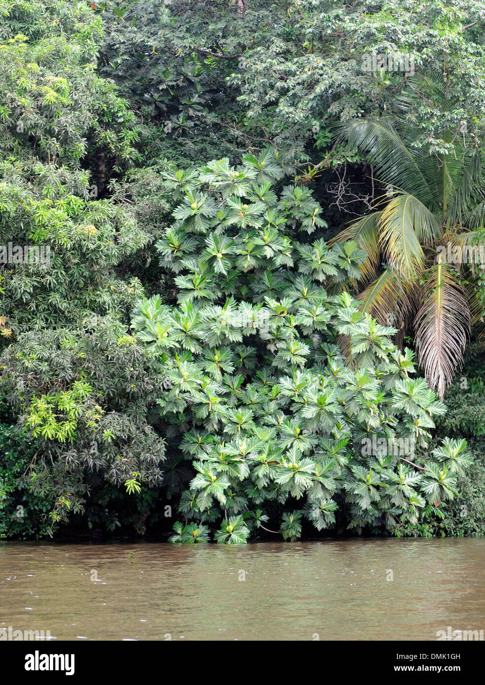 A Breadfruit (Artocarpus altilis) tree grows on the edge of a river in ...