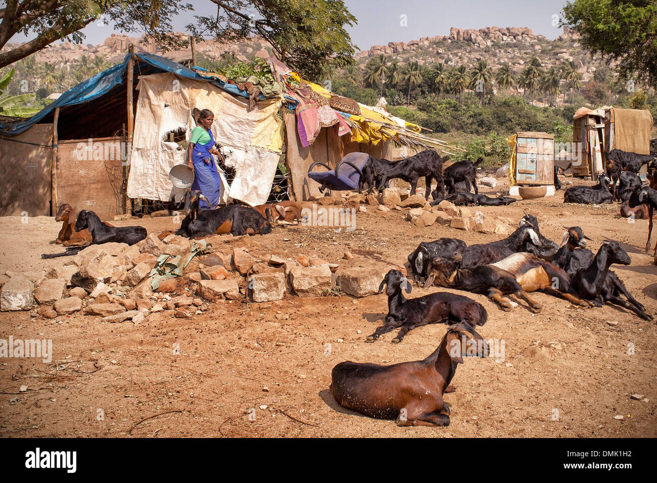 Small goat hi-res stock photography and images - Alamy