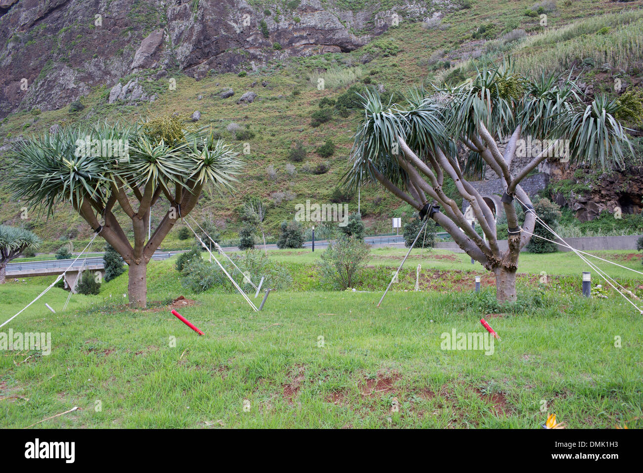 Madeira trees hi-res stock photography and images - Alamy