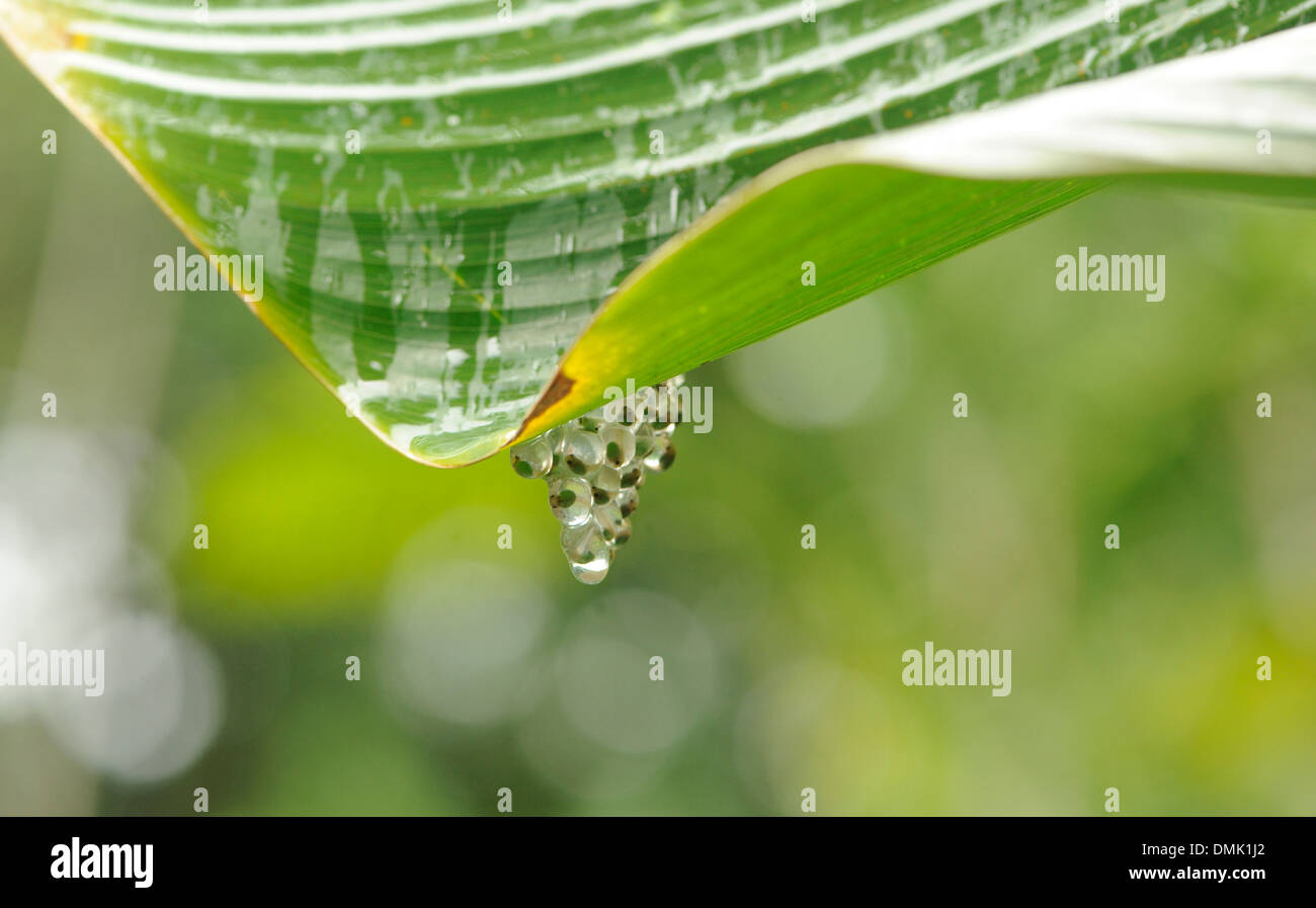 Green Tree Frog Eggs