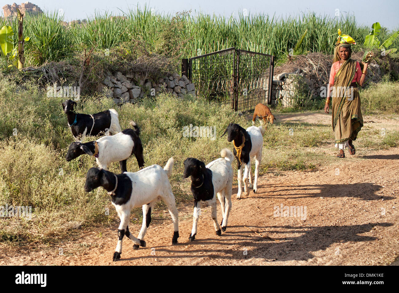 GOATHERD AND GOATS ON THE ROAD TO HAMPI, KARNATAKA, INDIA, ASIA Stock ...