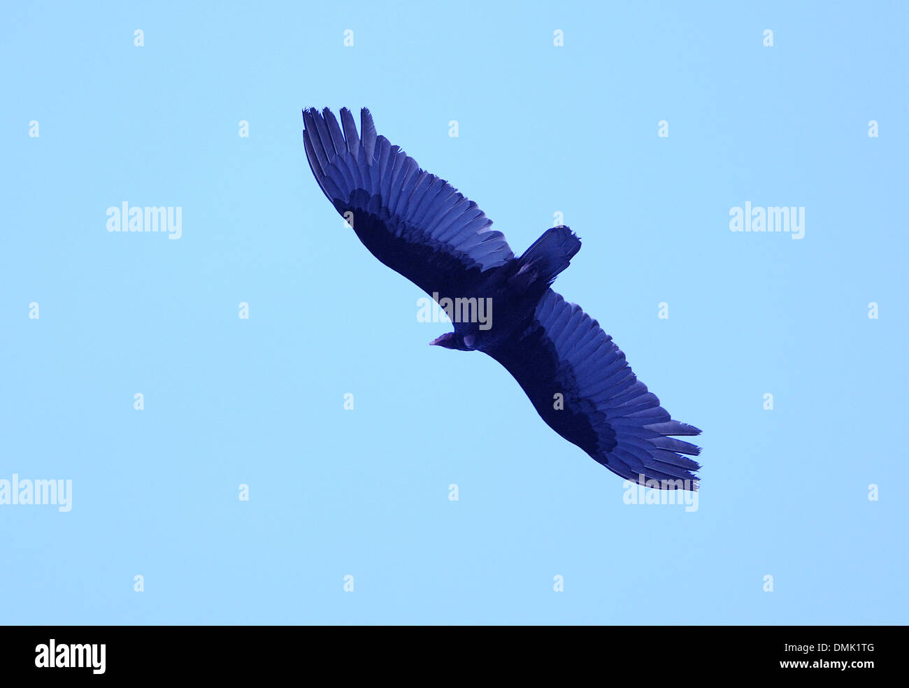 Black vulture (Coragyps atratus) in flight above the beach at ...