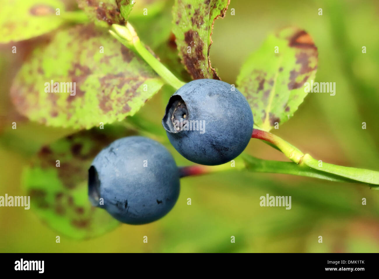 Blueberry bush in the forest (Vaccinium myrtillus Stock Photo - Alamy