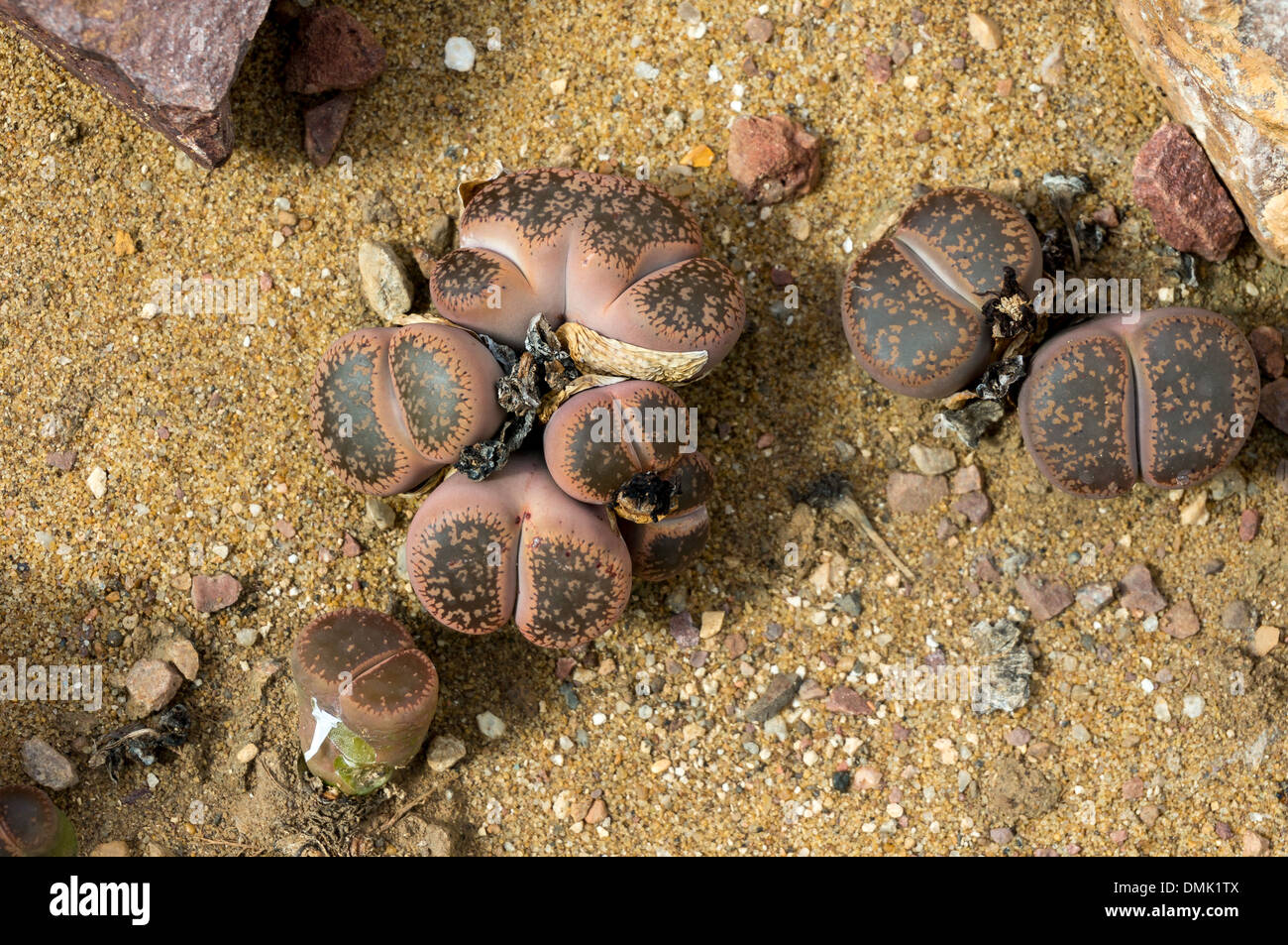 Aizoaceae hi-res stock photography and images - Alamy