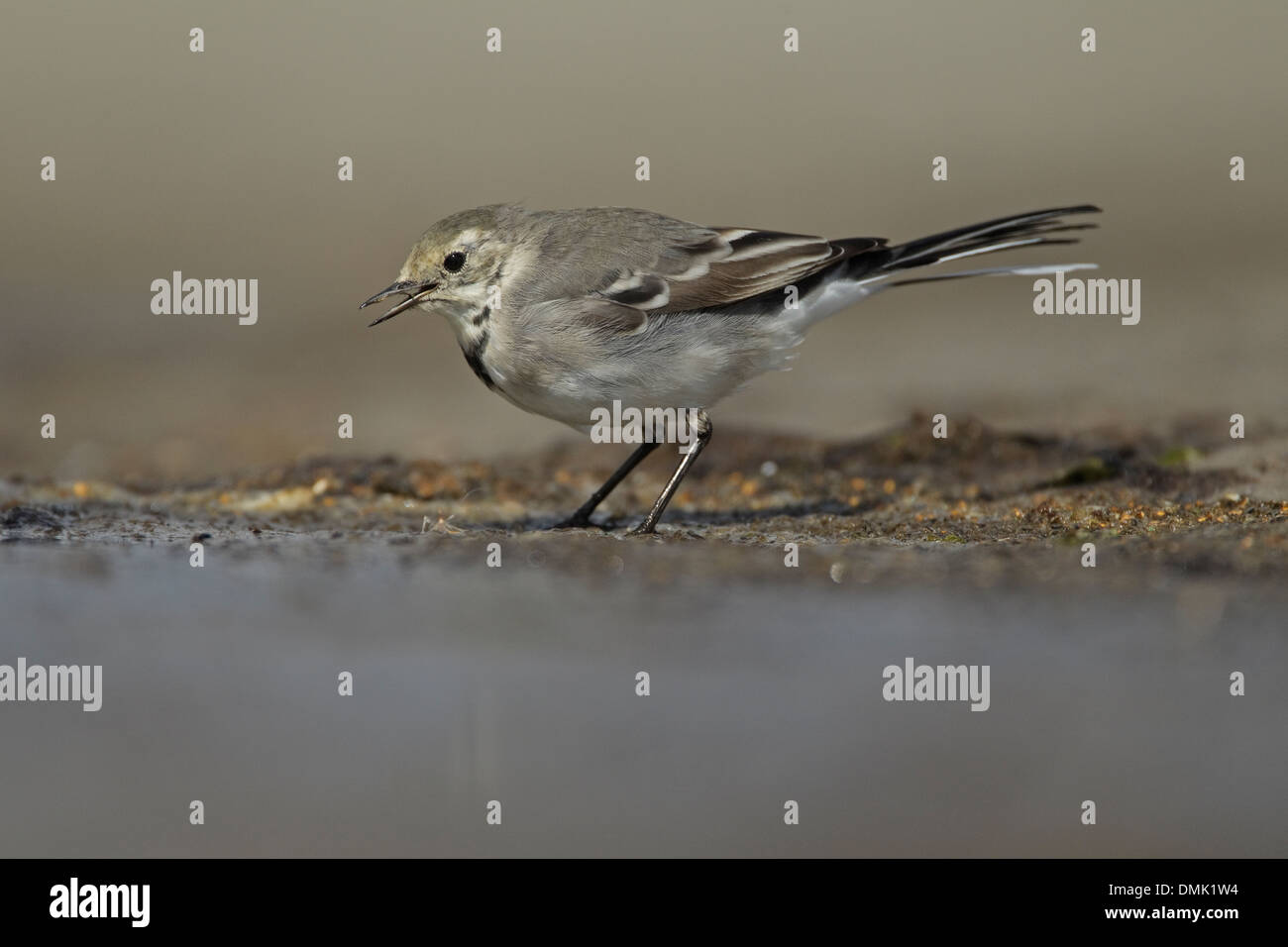 White Wagtail 1 cy (Motacilla alba Stock Photo - Alamy