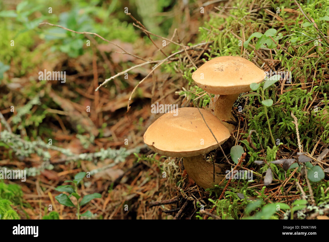 Mushroom suillus bovinus growing in the forest (Suillus bovinus Stock ...