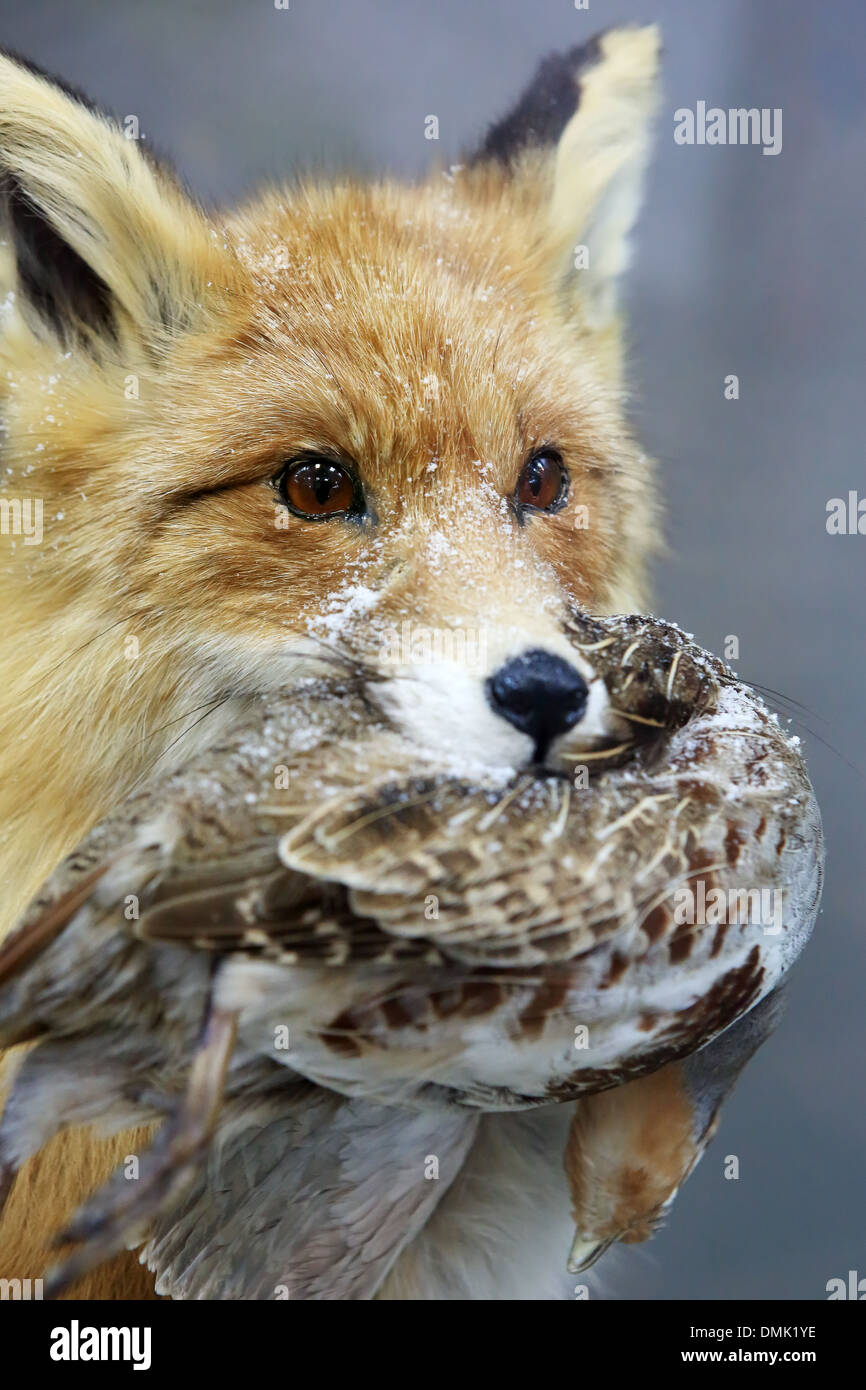 Baby fox in snow hi-res stock photography and images - Alamy