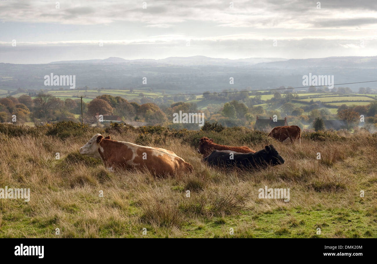 Animals of england hi-res stock photography and images - Alamy