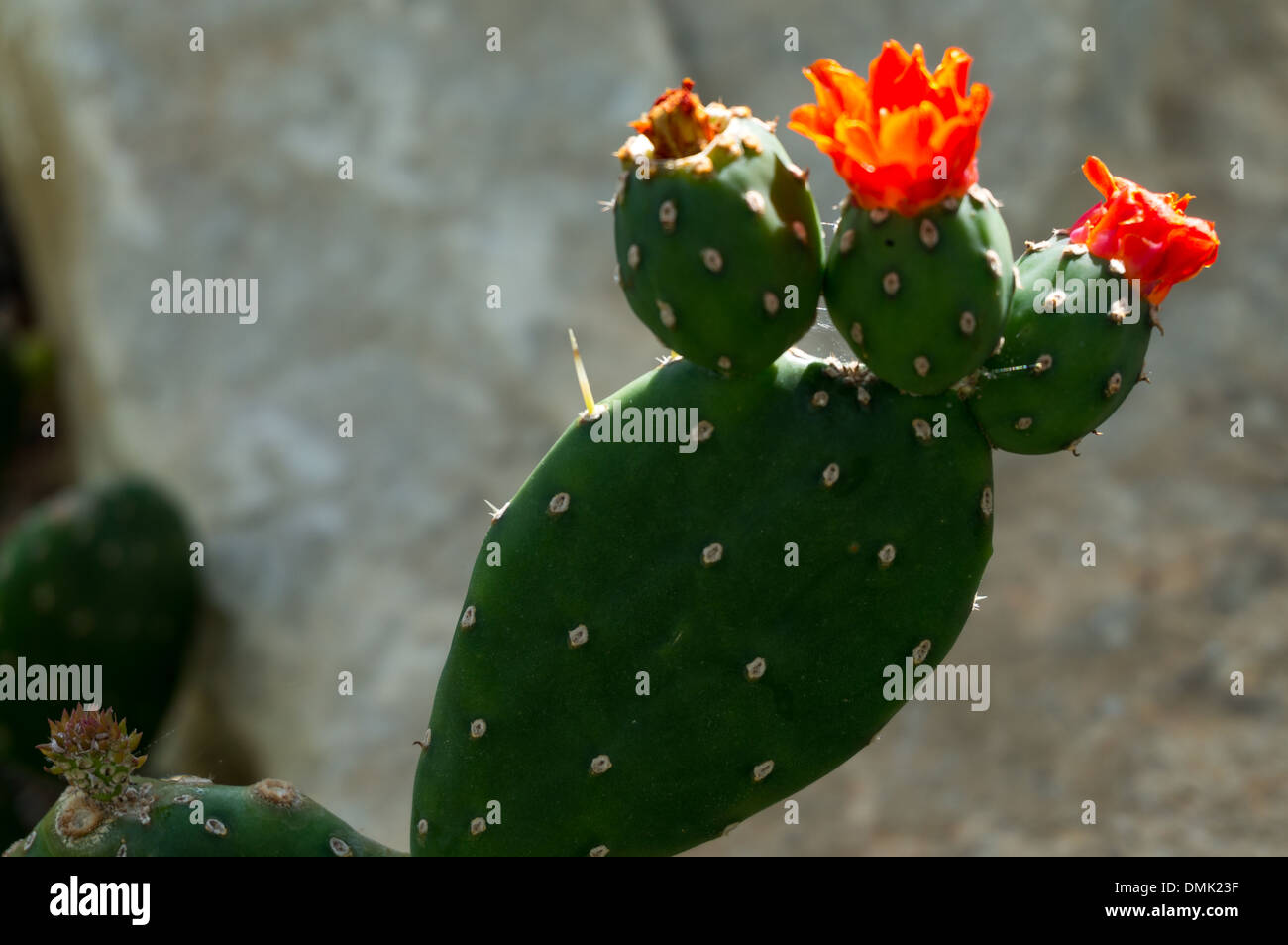 Opuntia hi-res stock photography and images - Alamy