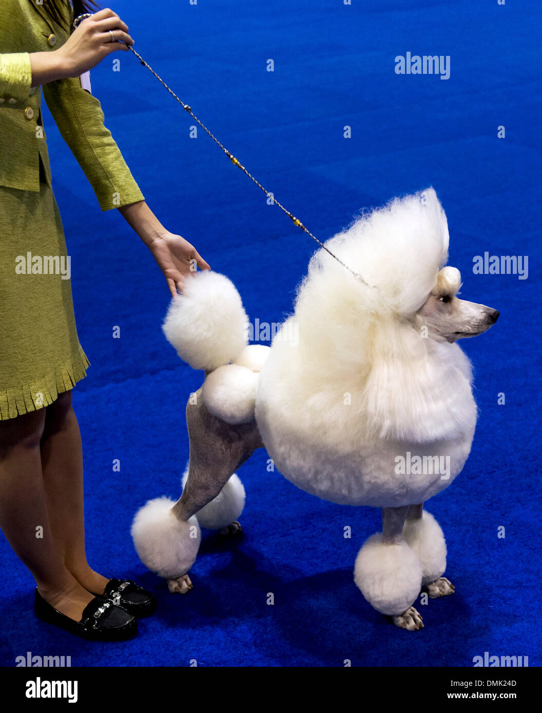 Orlando, Florida, USA. 11th Dec, 2013. Ziggy, a Standard Poodle, is ...