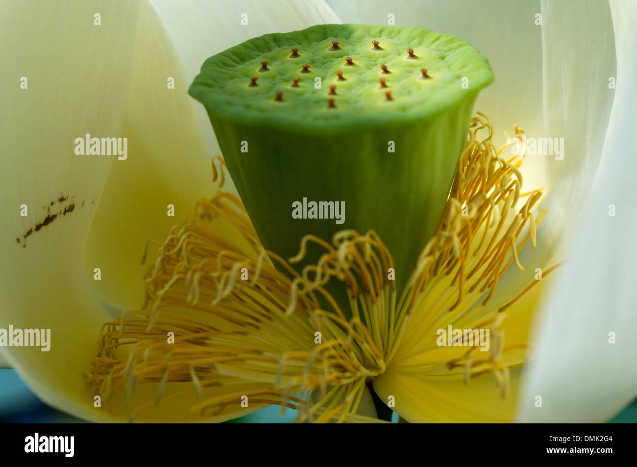Lotus Flower (Nelumbo nucifera Stock Photo - Alamy