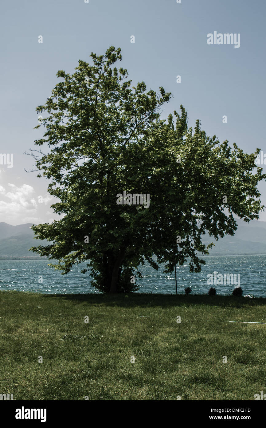 Spring landscape with a lonely tree at a lake side Stock Photo - Alamy