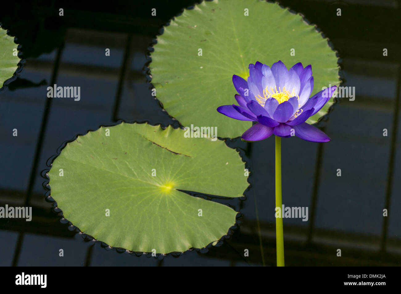 Lotus Flower (Nelumbo nucifera Stock Photo - Alamy