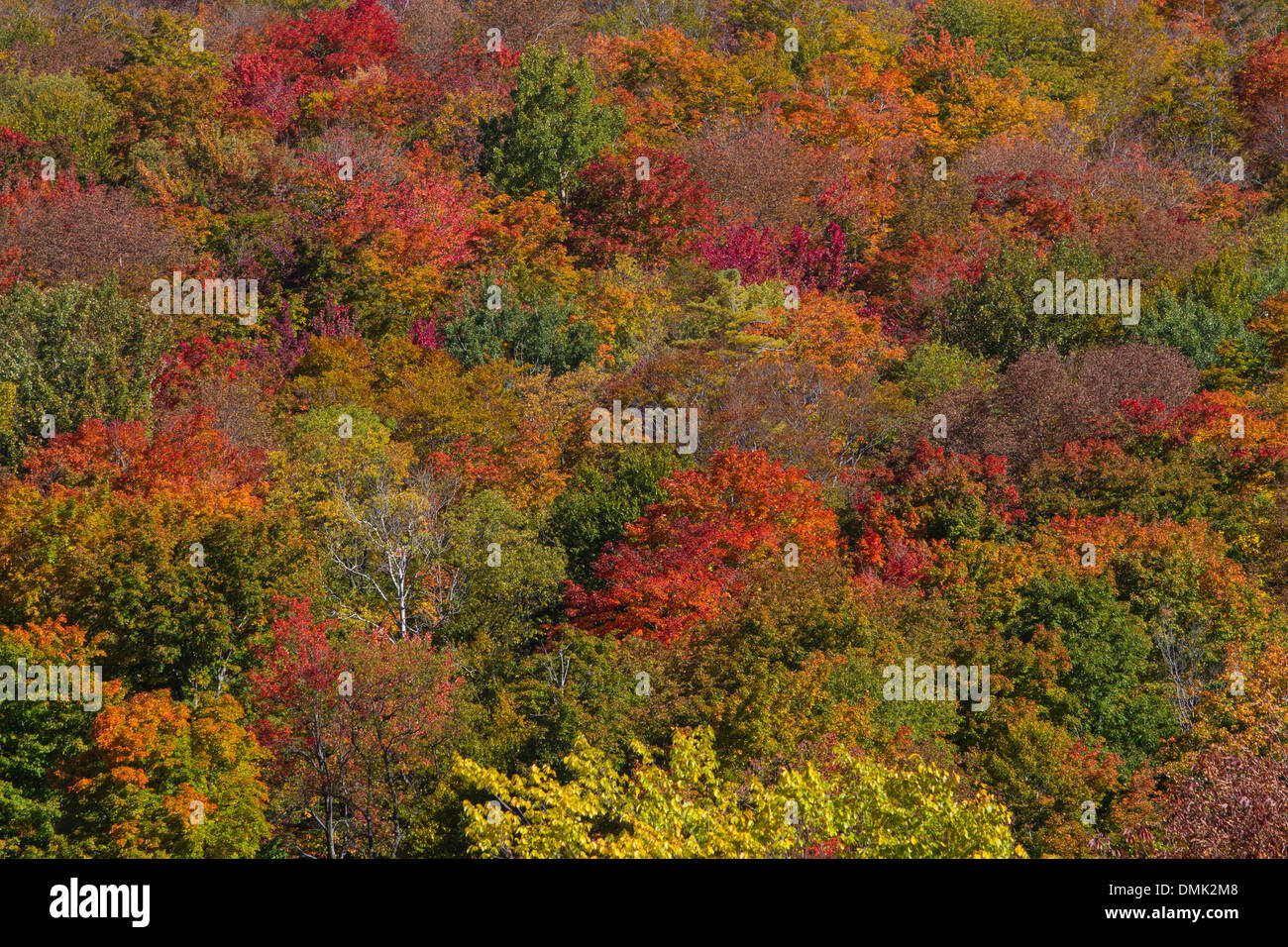 VIEW OF MOUNT SUTTON, MAPLE TREES, INDIAN SUMMER, AUTUMN COLORS ...