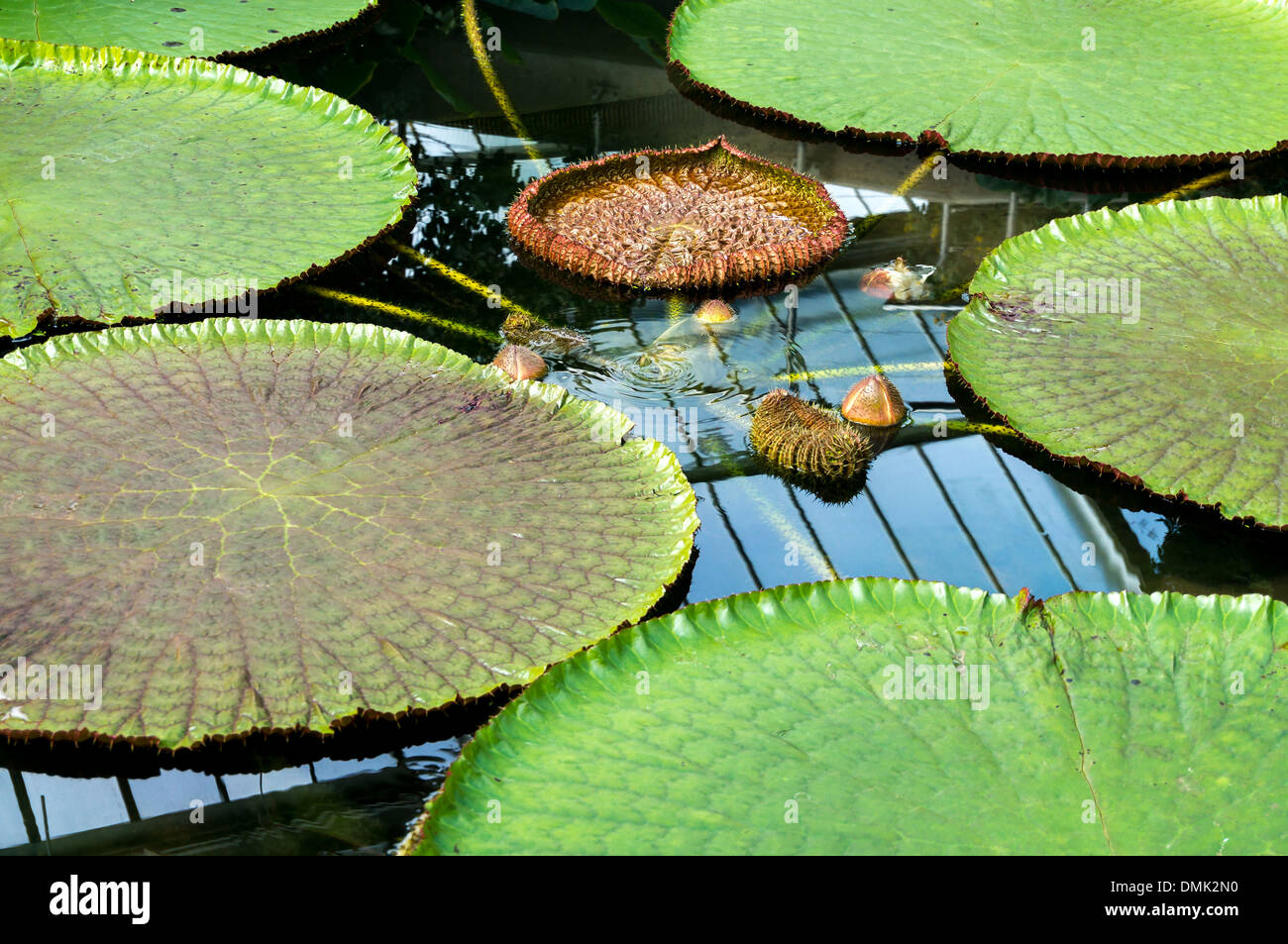 Lotus Flower (Nelumbo nucifera Stock Photo - Alamy