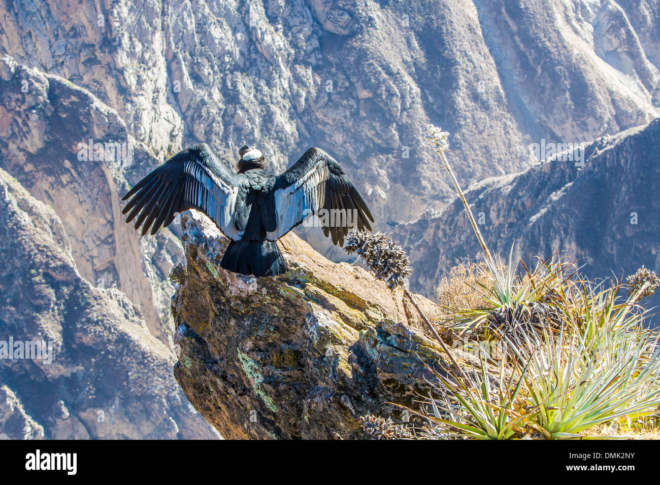 Condor at Colca canyon sitting,Peru,South America. This is a condor the ...