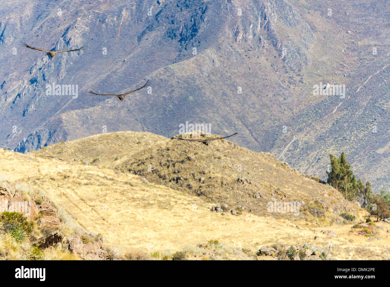 Flying condor over Colca canyon,Peru,South America. This is a condor ...