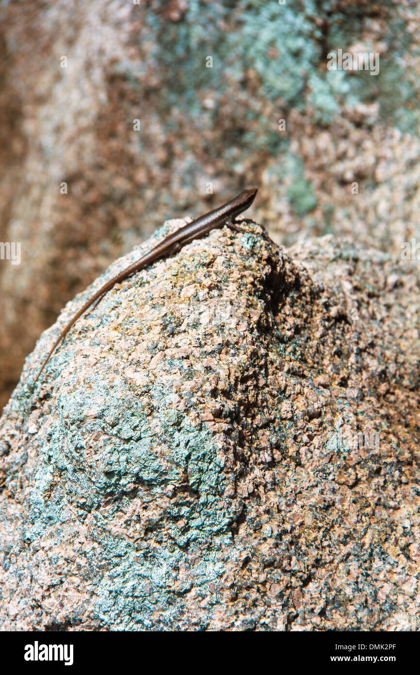 Garden stones reptiles hi-res stock photography and images - Alamy