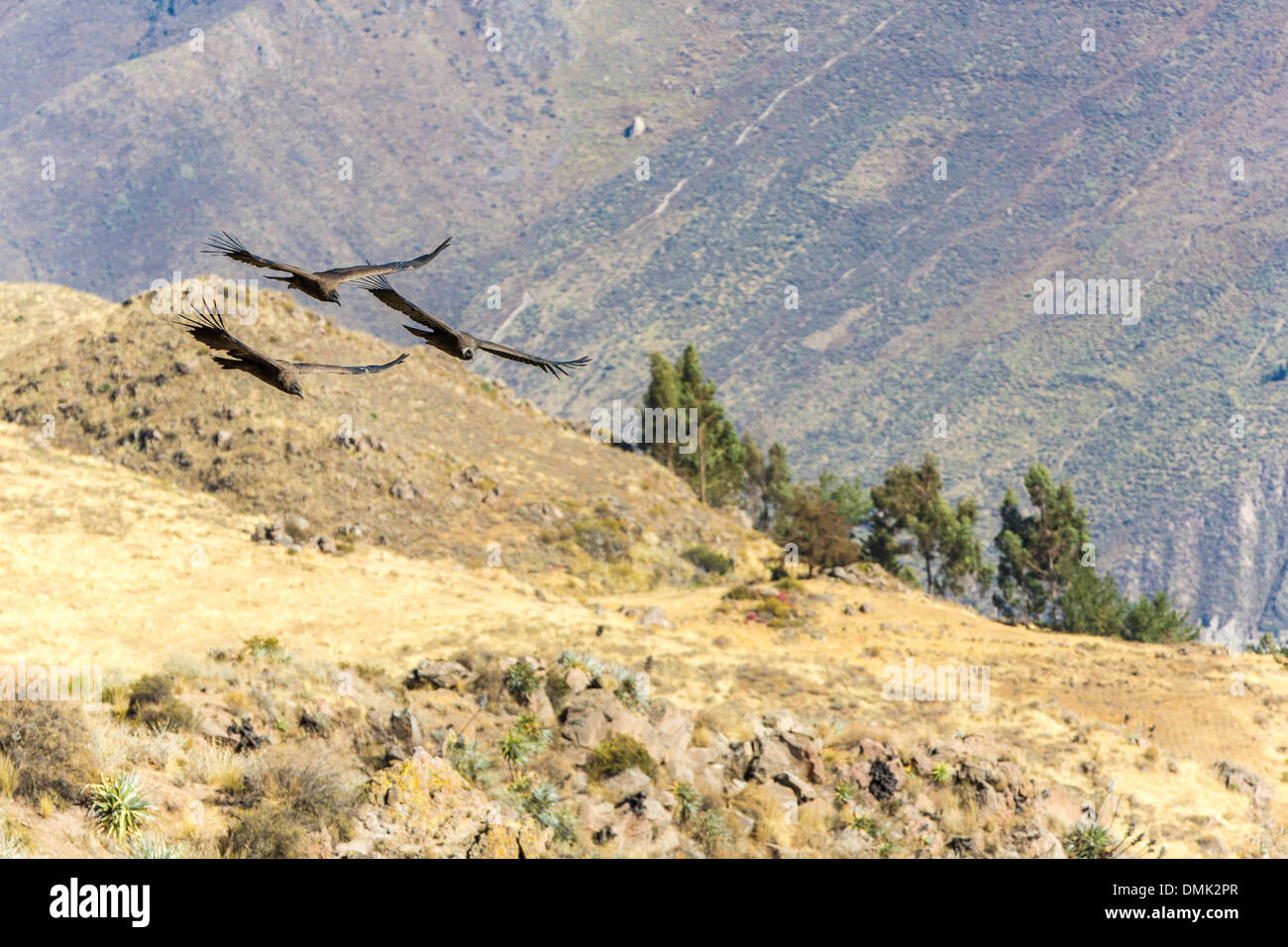 Flying condor over Colca canyon,Peru,South America. This is a condor ...