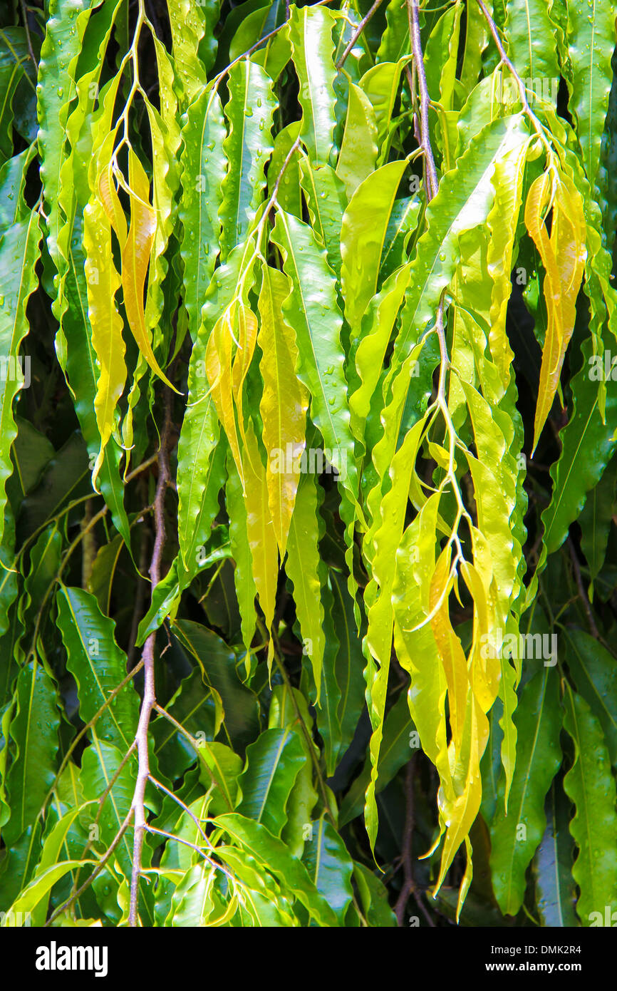 Tree with long leaves on a tropical exotic island Stock Photo - Alamy