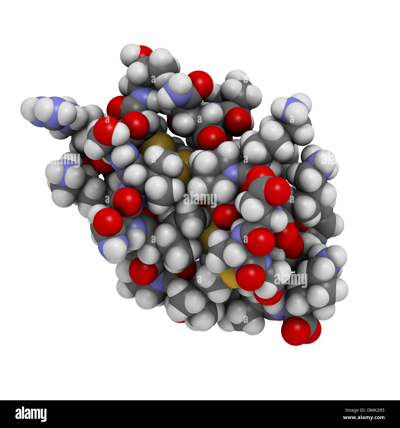 Agitoxin scorpion toxin. Neurotoxin present in deathstalker scorpion ...