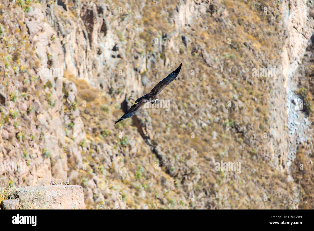 Flying condor over Colca canyon,Peru,South America. This is a condor ...