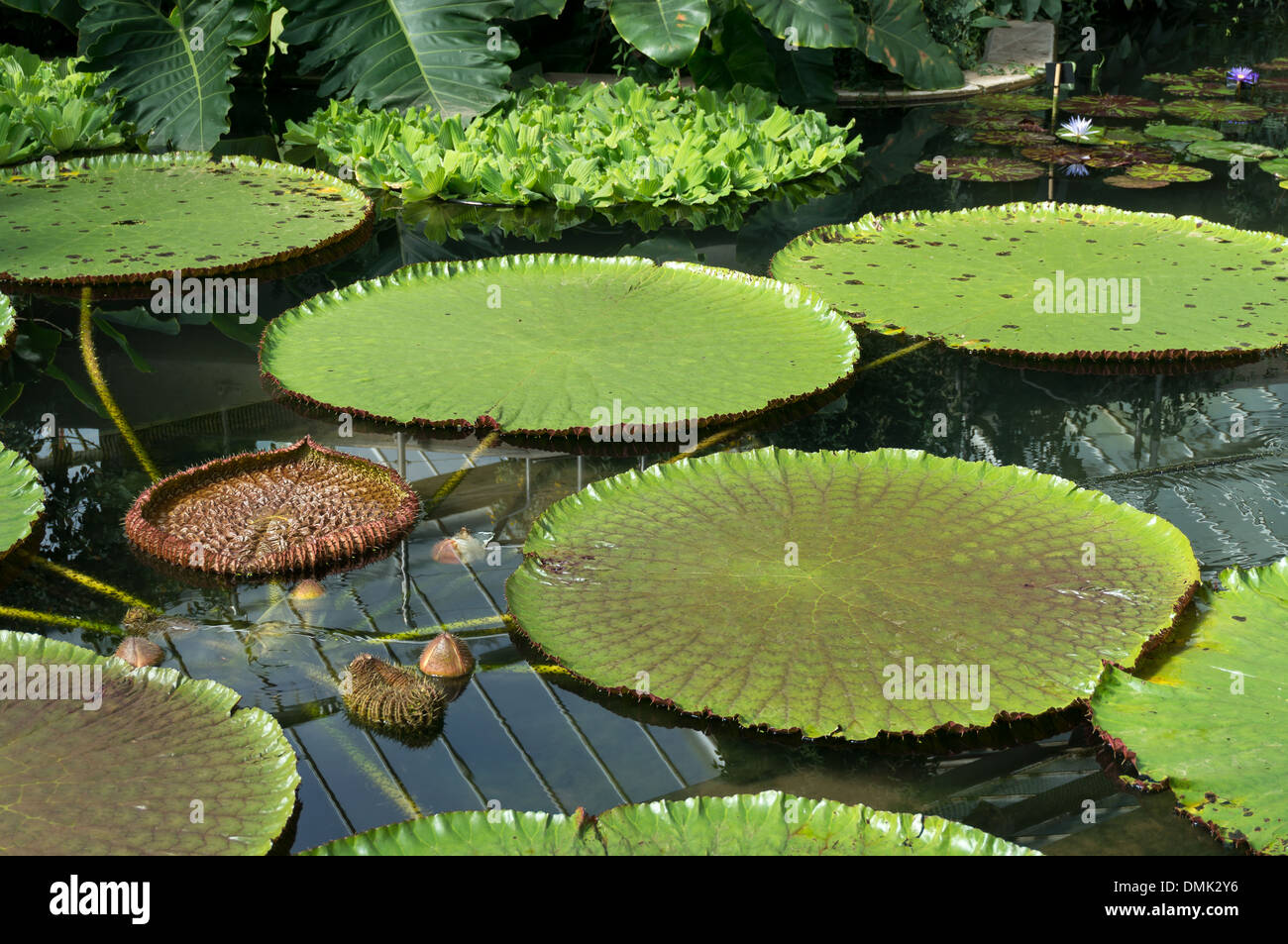 Upside down lotus hi-res stock photography and images - Alamy