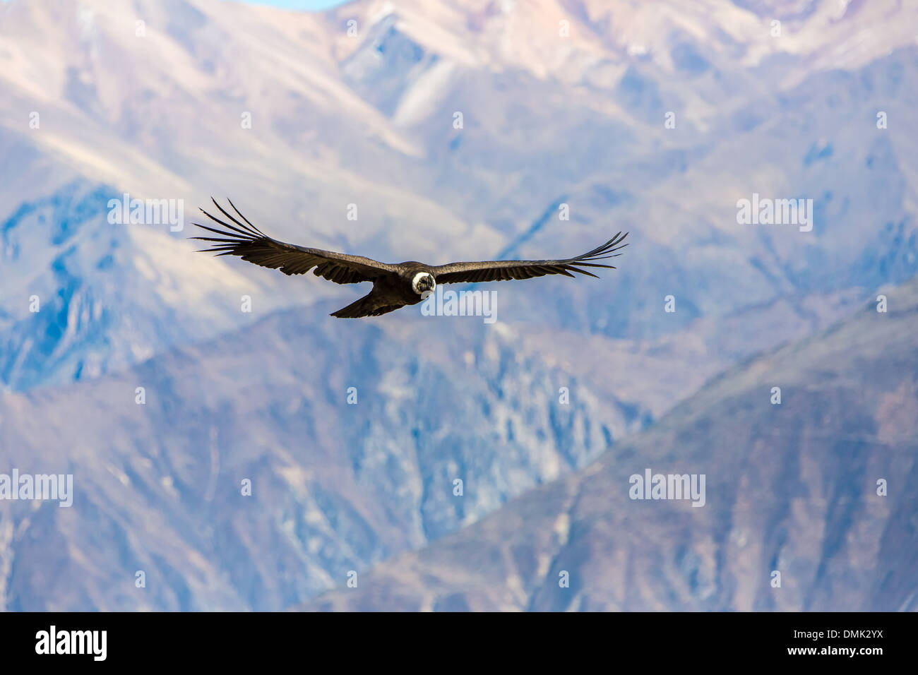 Flying condor over Colca canyon,Peru,South America. This is a condor ...