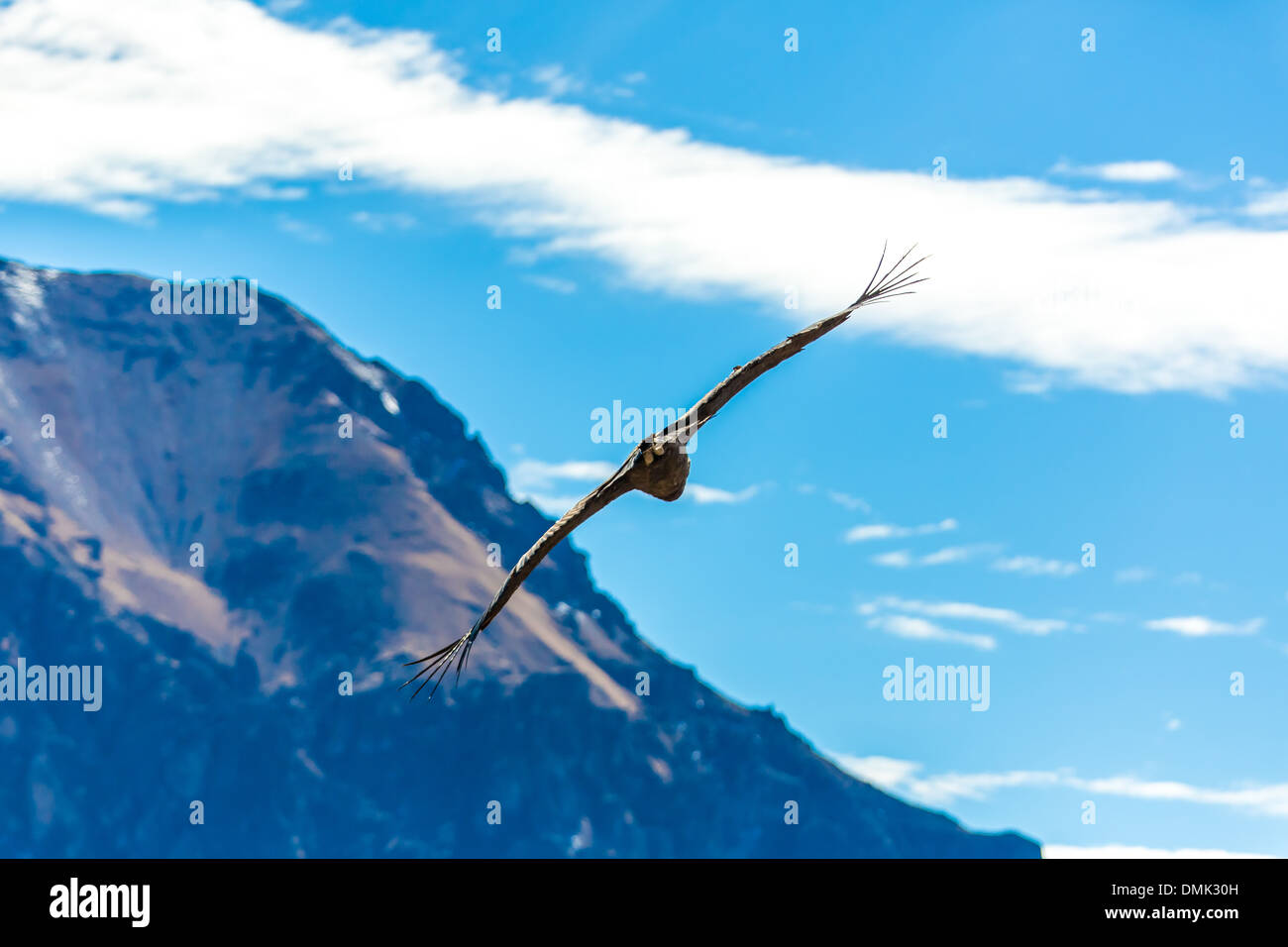Flying condor over Colca canyon,Peru,South America. This is a condor ...