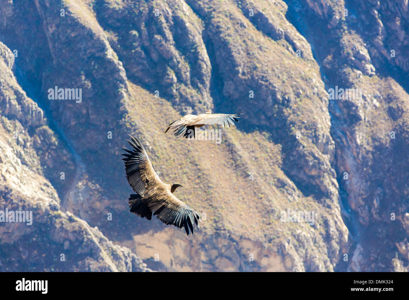 Flying condor over Colca canyon,Peru,South America. This is a condor ...