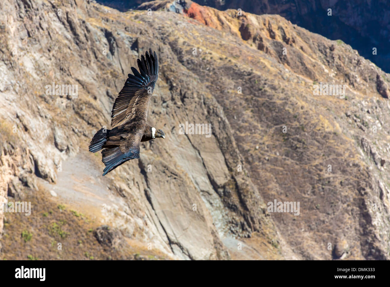 Flying condor over Colca canyon,Peru,South America. This is a condor ...
